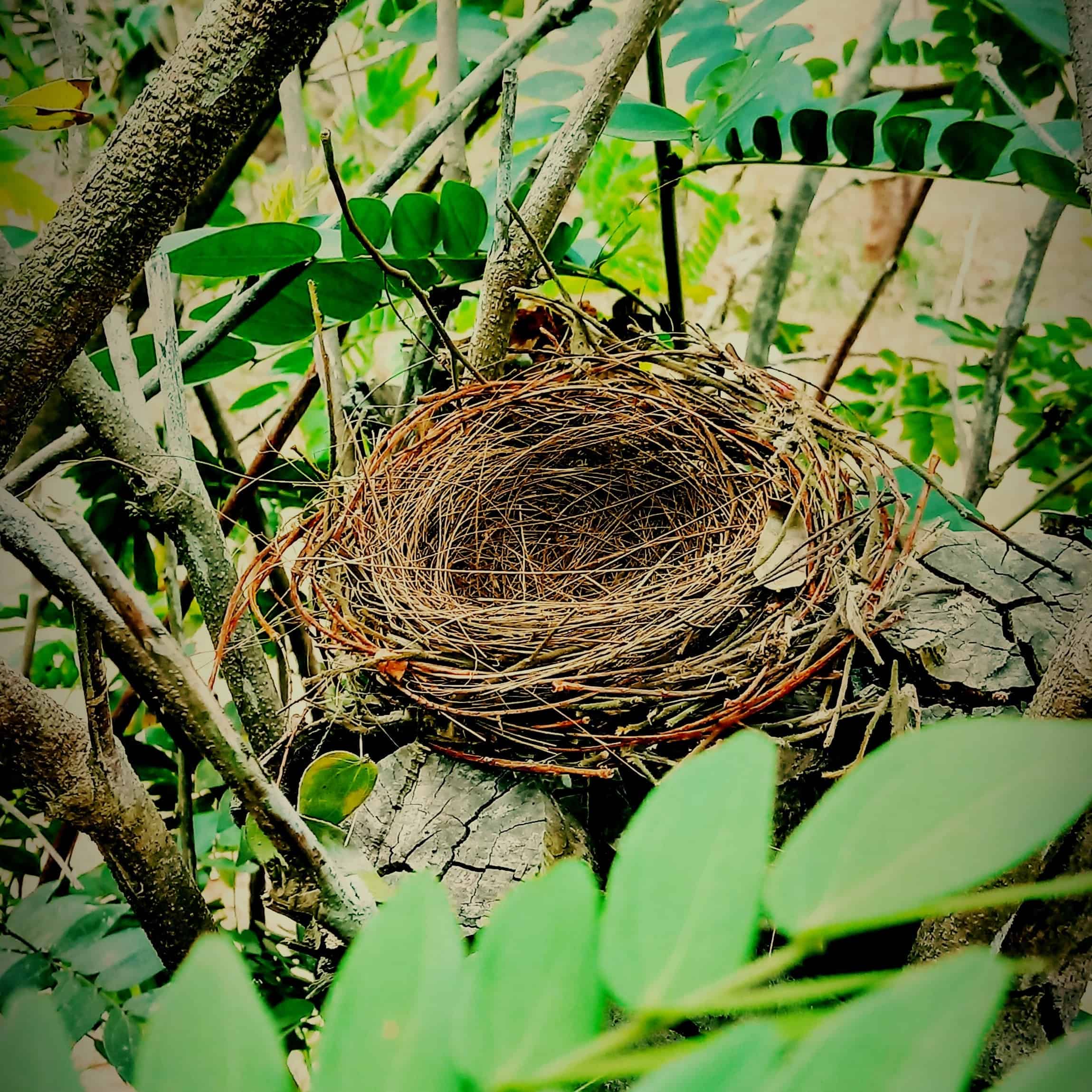 Empty Bird Nest In Tree