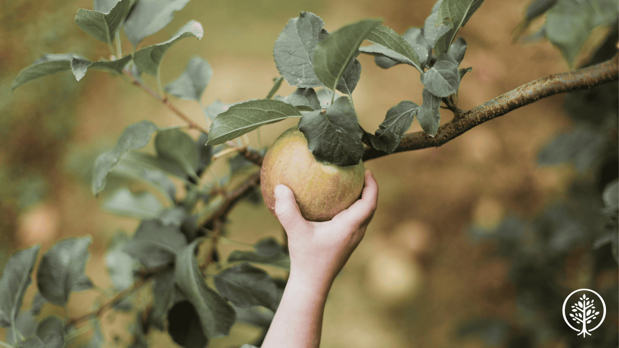 TBRI® and Food — Show Hope